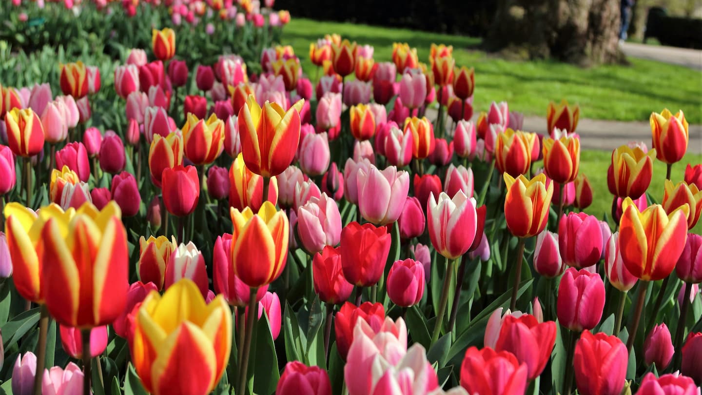 佐世保駅からハウステンボスへの行き方を徹底解説！おすすめのアクセス方法も紹介 | NEWT（ニュート）